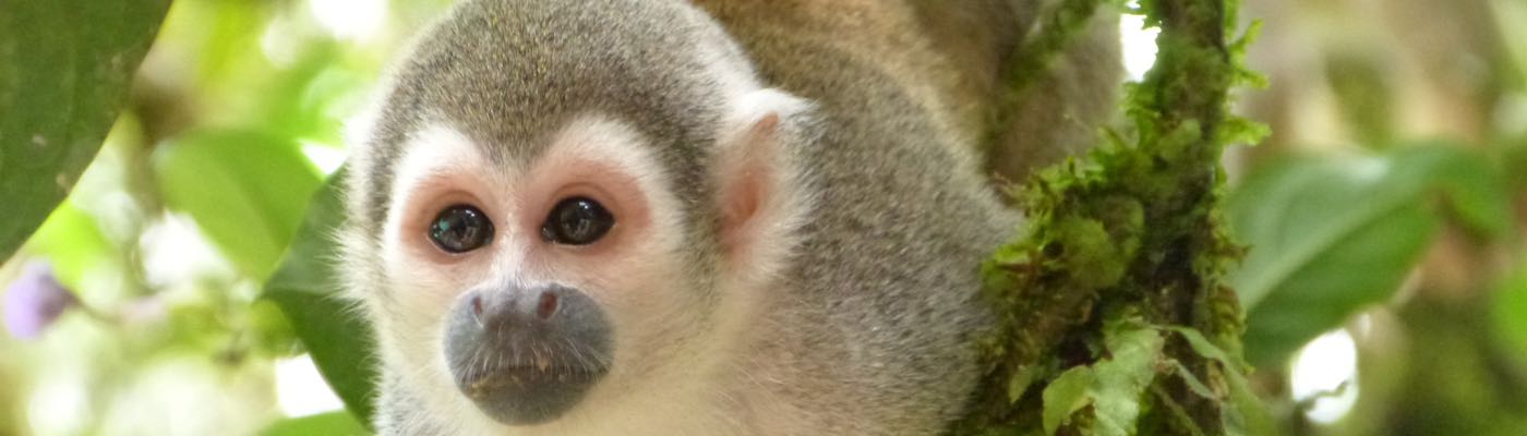 11 Costa Rican Slang Words and Expressions | Pura Vida!